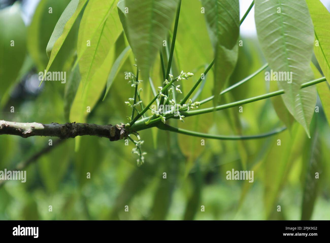 Small Rubber branch (Hevea Brasiliensis) with the small Rubber flower ...