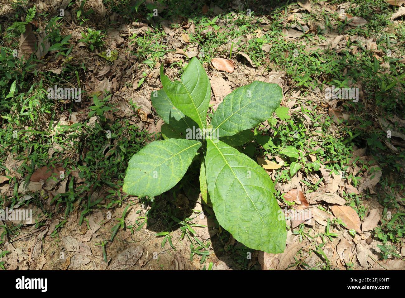 Growing teak plant hi-res stock photography and images - Alamy
