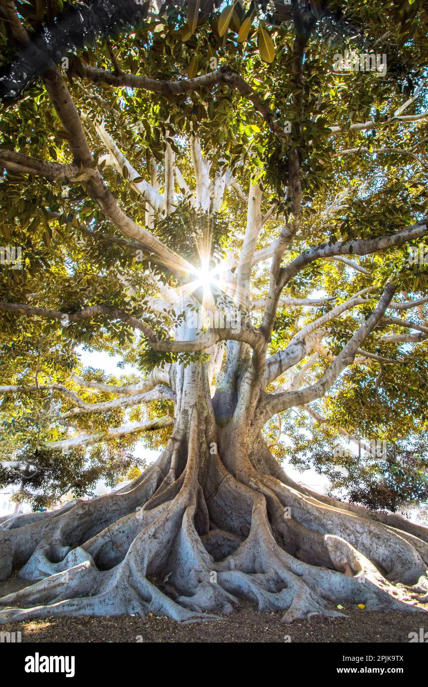 The image conveys the strength, stability, and resilience of the tree's ...