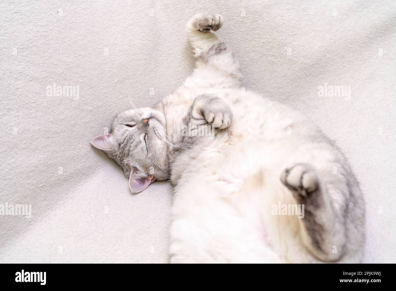 Scottish straight cat lies on his back. Cat upside down. Close up white ...