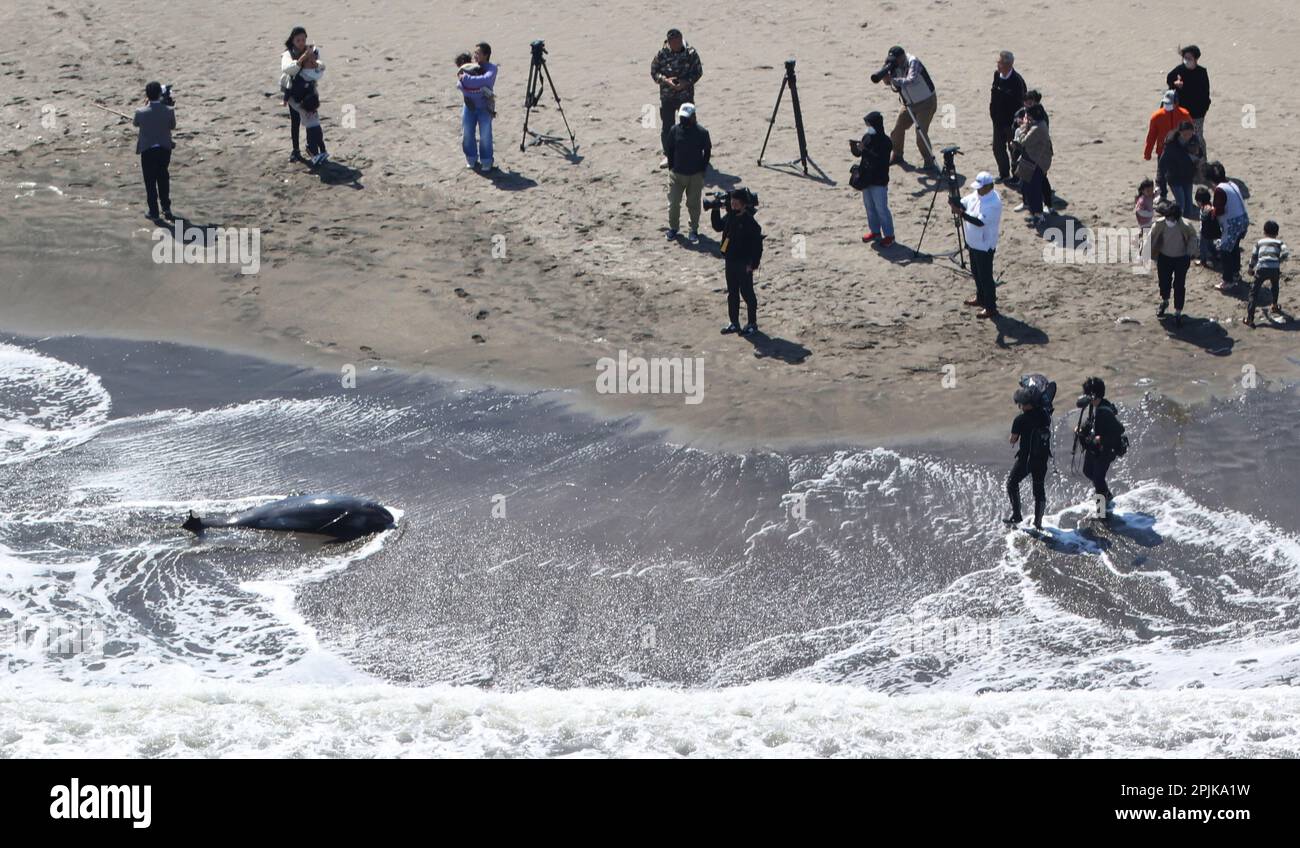 An aerial photo shows dolphin washed up on the beach in Ichinomiya Town ...