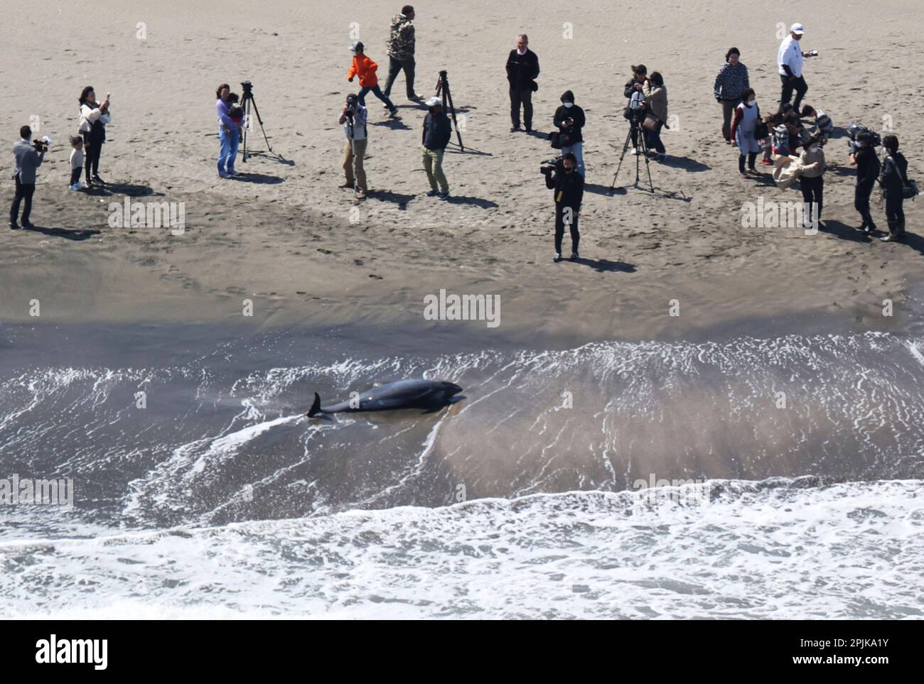 An aerial photo shows dolphin washed up on the beach in Ichinomiya Town ...