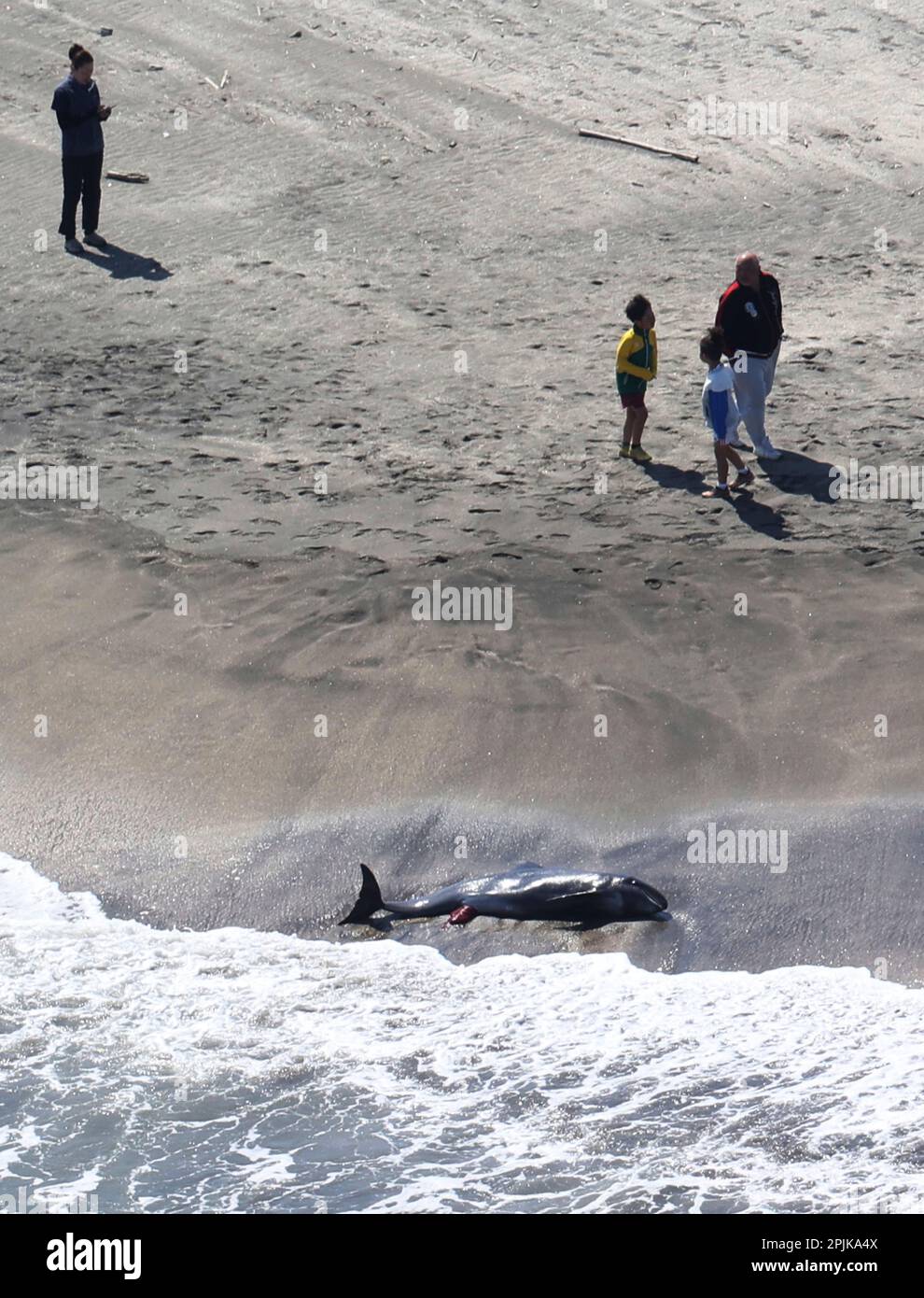 An aerial photo shows dolphin washed up on the beach in Ichinomiya Town ...