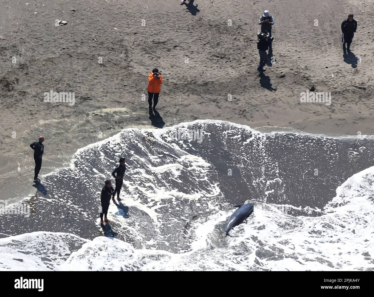 An aerial photo shows dolphin washed up on the beach in Ichinomiya Town ...