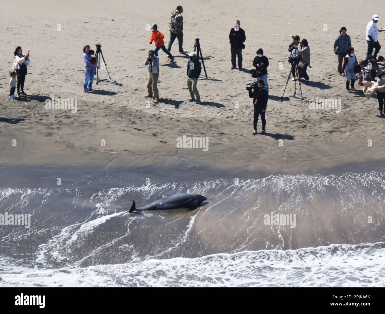 An aerial photo shows dolphin washed up on the beach in Ichinomiya Town ...