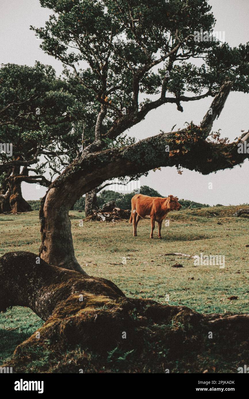 The image conveys the strength, stability, and resilience of the tree's ...