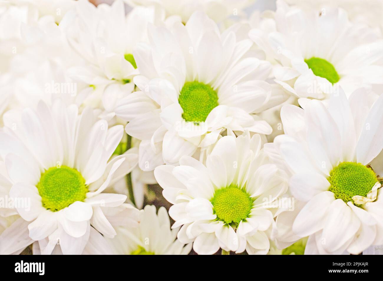 close-up background of delicate white daisies, horizontal Stock Photo ...
