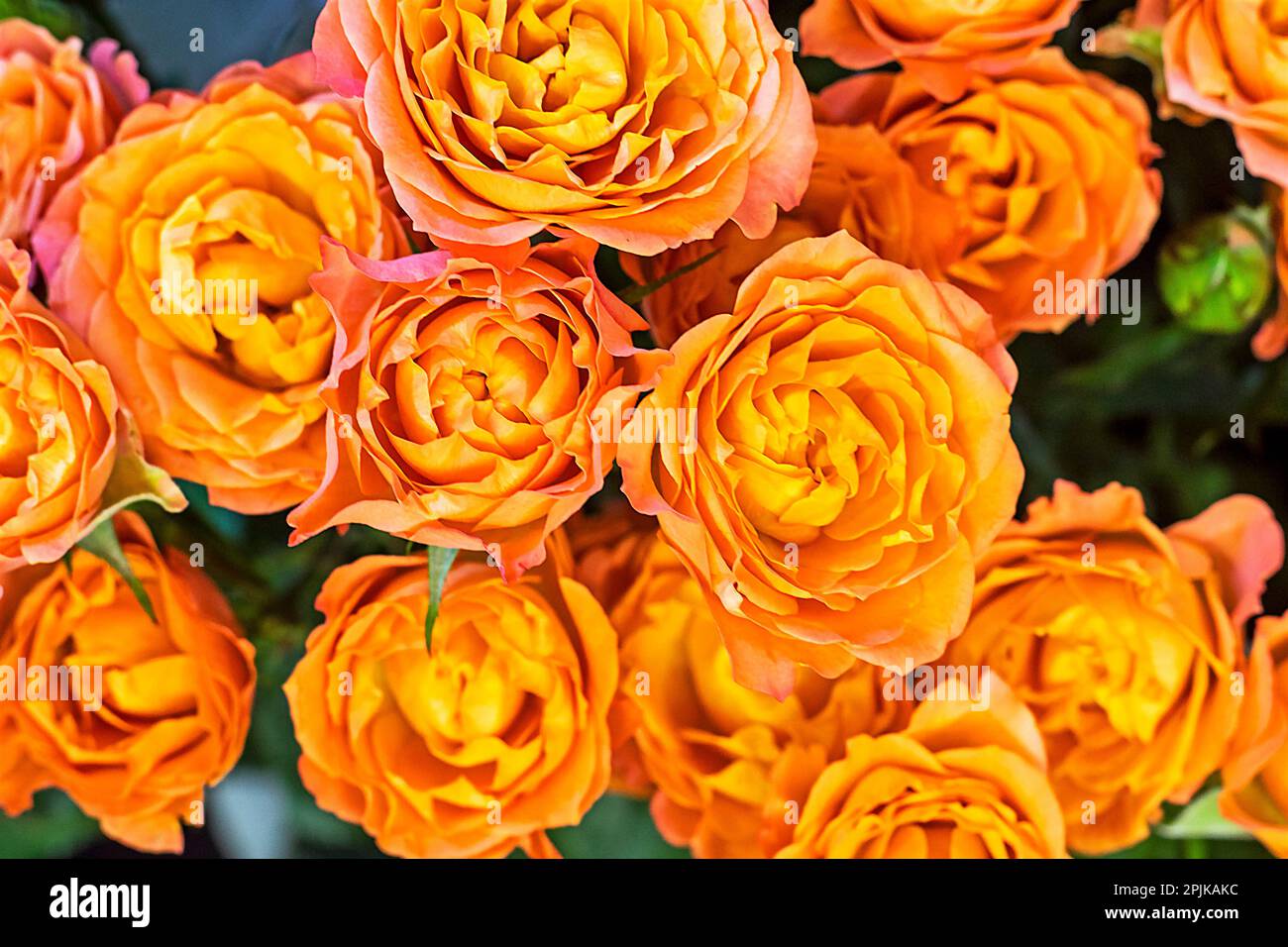 close-up of a bouquet of creamy beautiful roses, horizontal Stock Photo ...