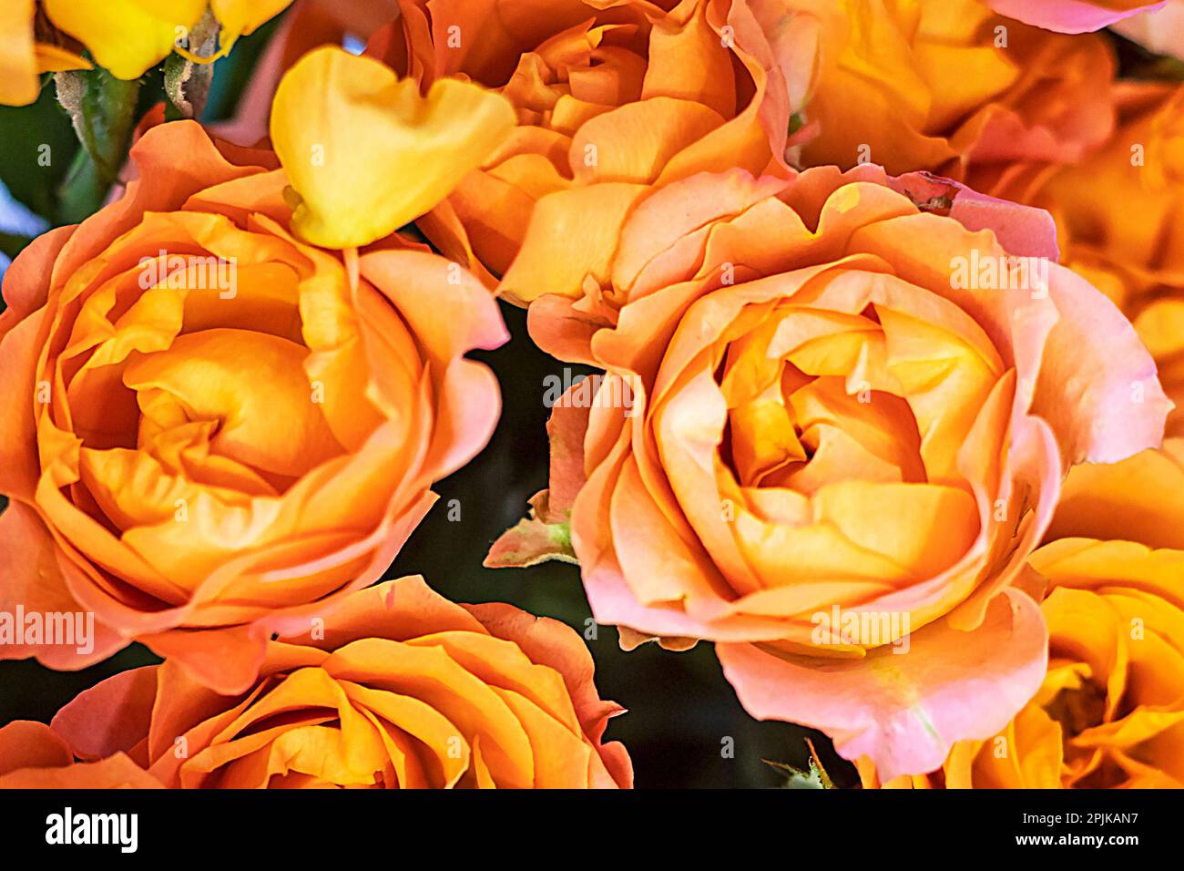 close-up background of creamy beautiful roses, horizontal Stock Photo ...