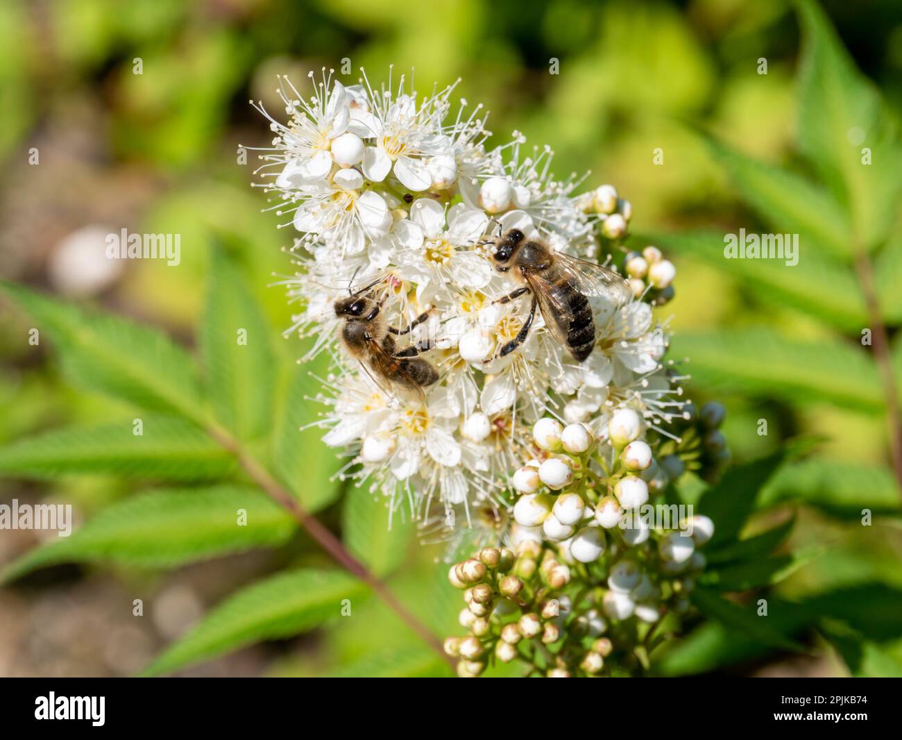 Honey bee, Apis mellifera, two on flowers of false spiraea, Sorbaria ...