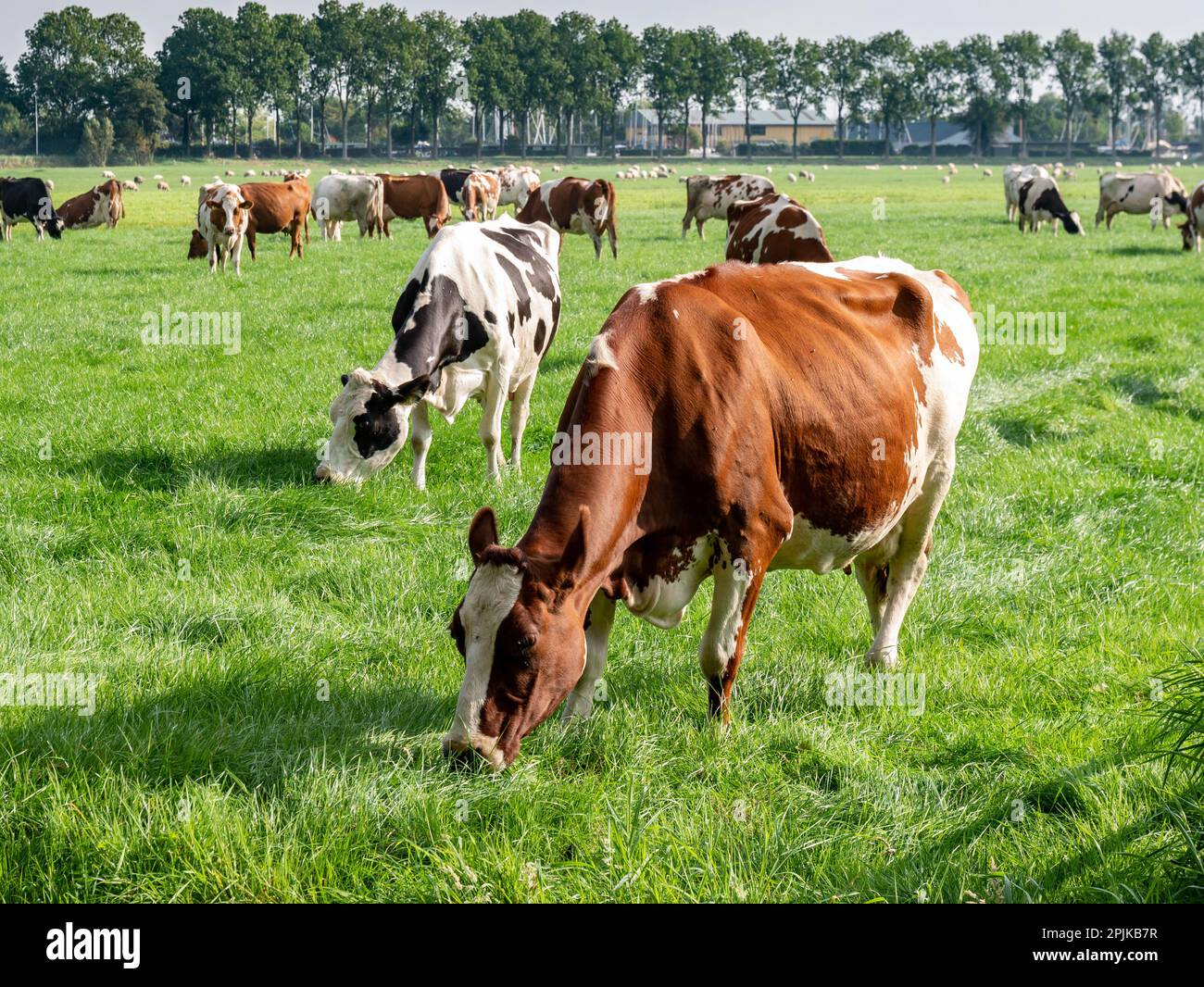 Herd of Friesian Holstein and Red-White diary cows grazing on green ...