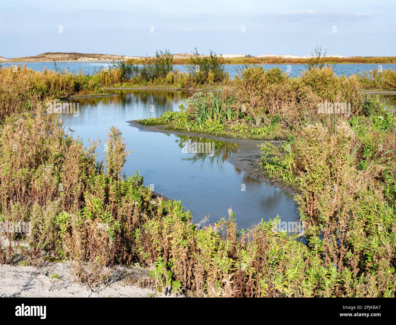 Marshland with marsh vegetation, mud flats, shallow pools, creeks and ...