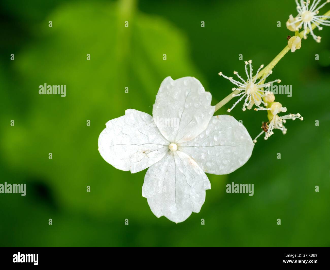 Climbing hydrangea hi-res stock photography and images - Alamy
