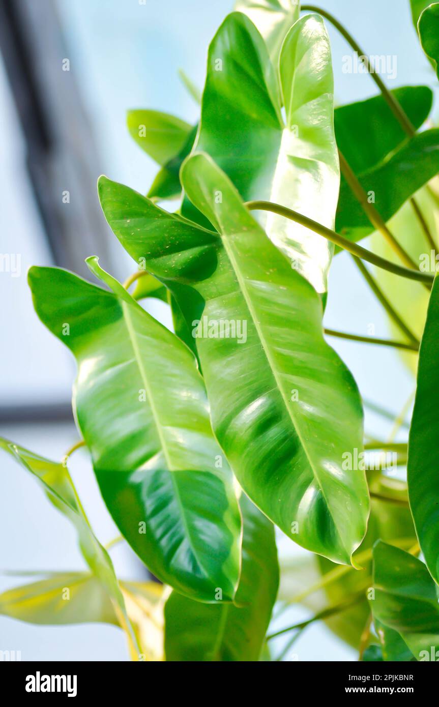 Philodendron burle marxii, Philodendron or ARACEAE plant Stock Photo ...