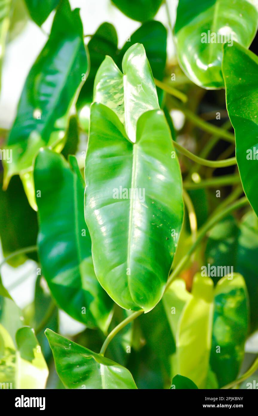 Philodendron burle marxii, Philodendron or ARACEAE plant Stock Photo ...