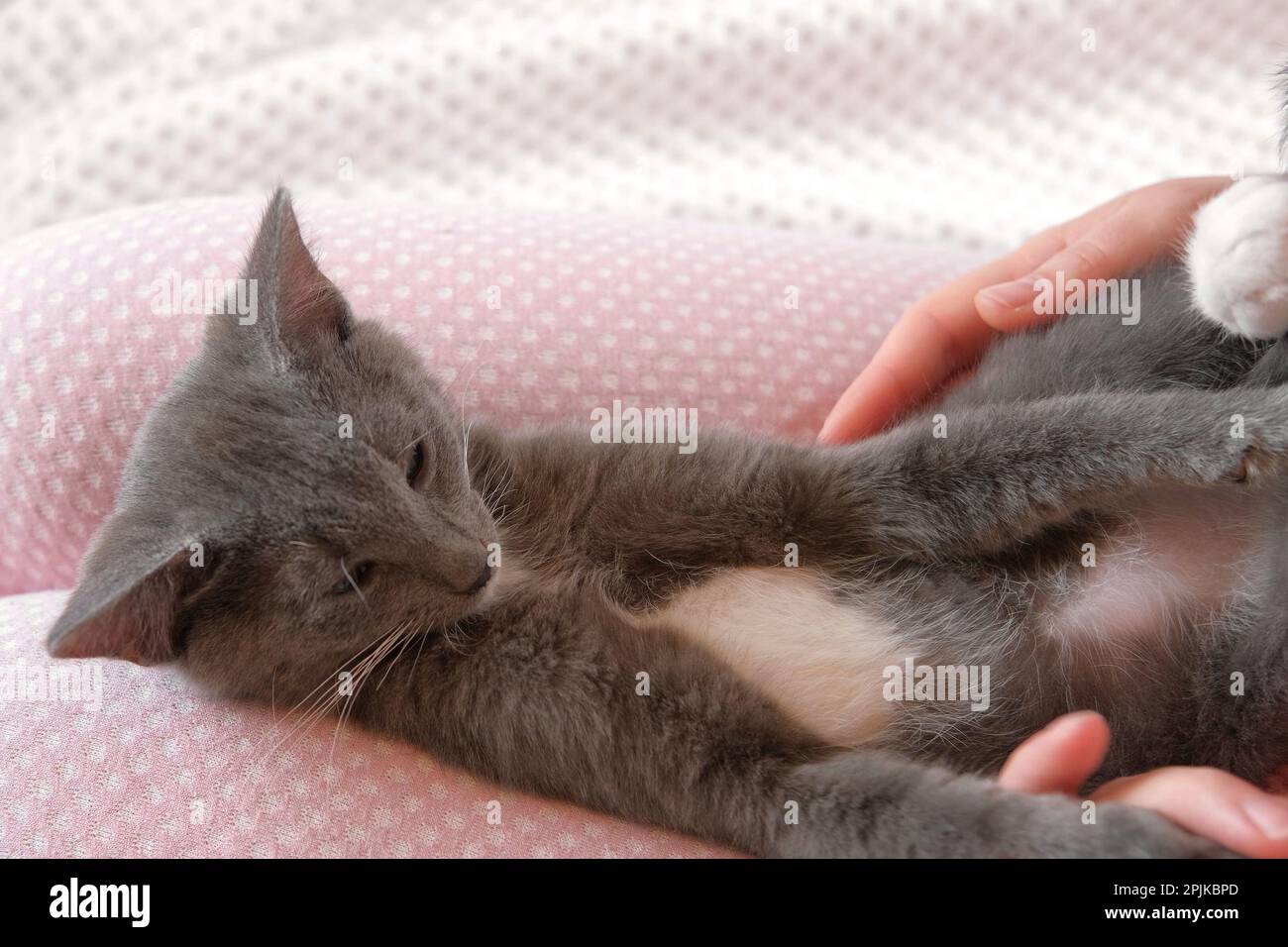 Muzzle knee hi-res stock photography and images - Alamy