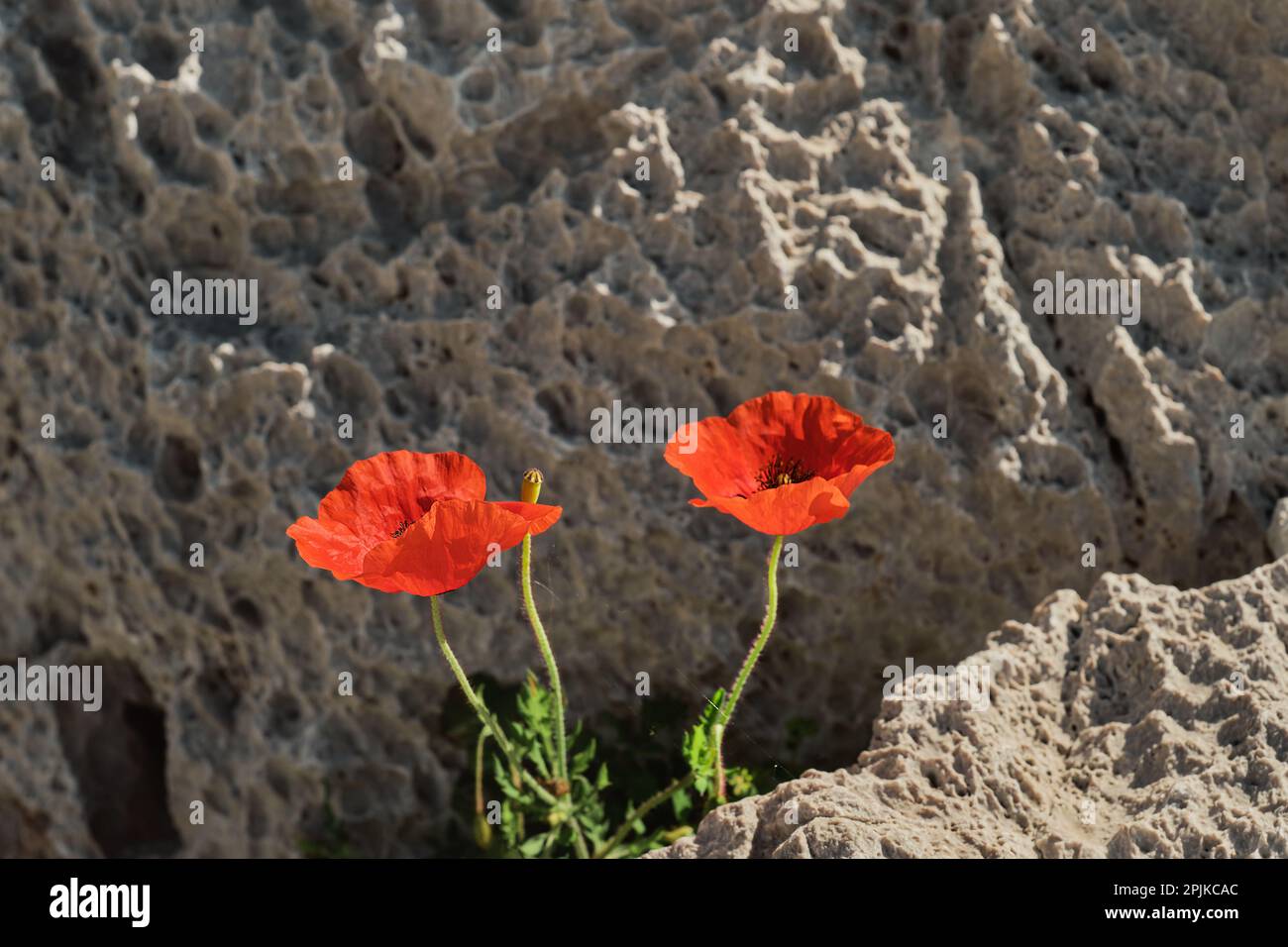 Corner frame poppies on hi-res stock photography and images - Alamy
