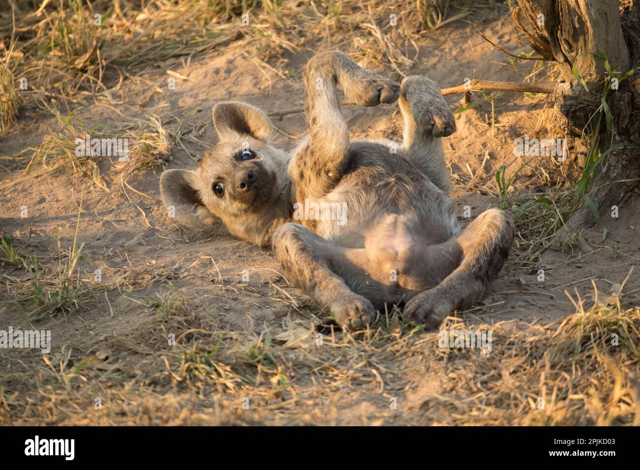 A cute spotted hyena cub lounging in a grassy savanna landscape Stock ...