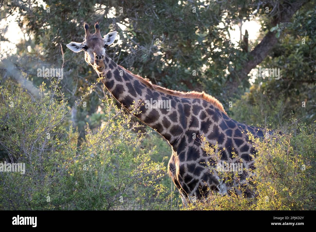 A giraffe standing on a grassy plain surrounded by tall trees and ...