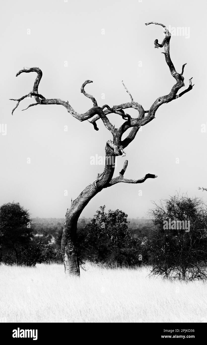 Barren background Black and White Stock Photos & Images - Alamy