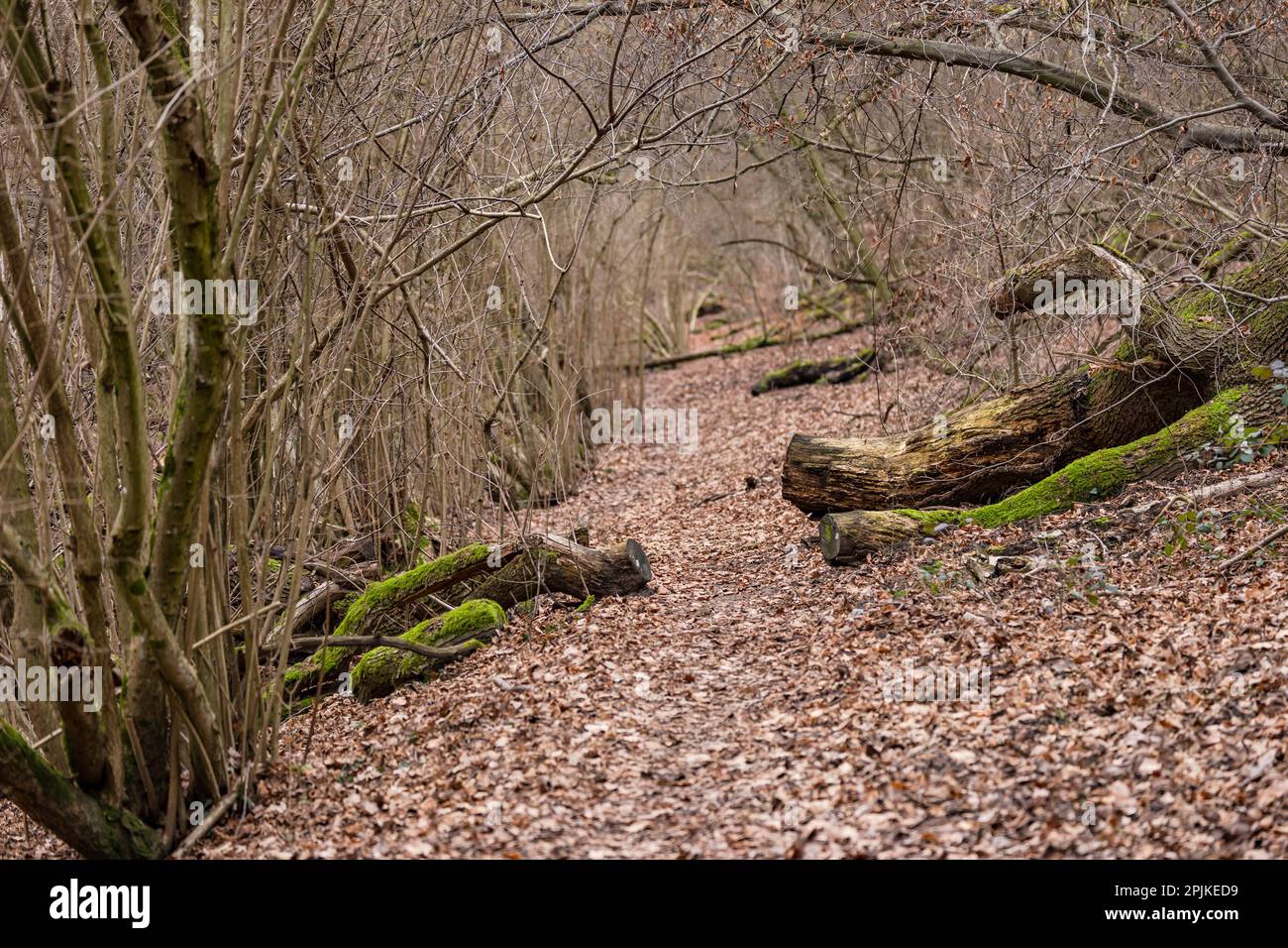A Hiking Trail through a lonely forest as an adventure path with leaves ...