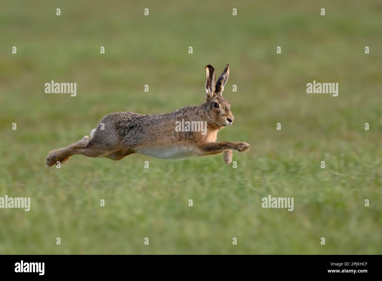 Pictures hare hi-res stock photography and images - Alamy