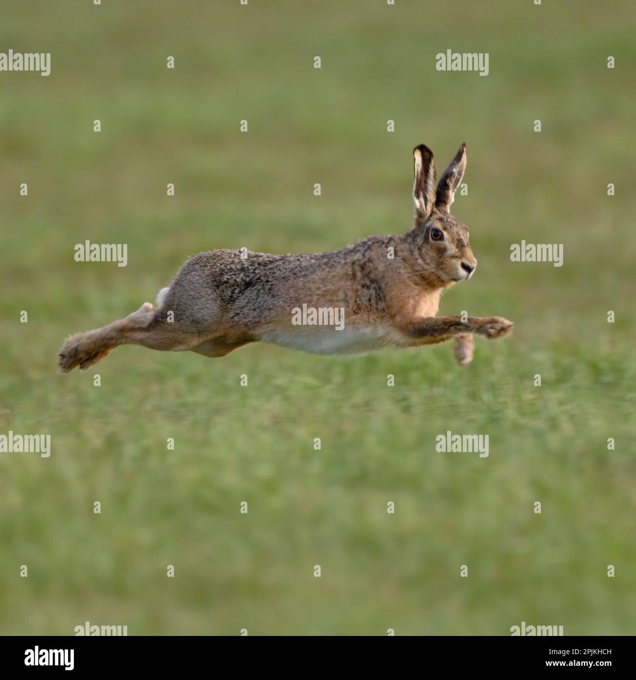 in the jump... European hare ( Lepus europaeus ) hunts in long, wide ...