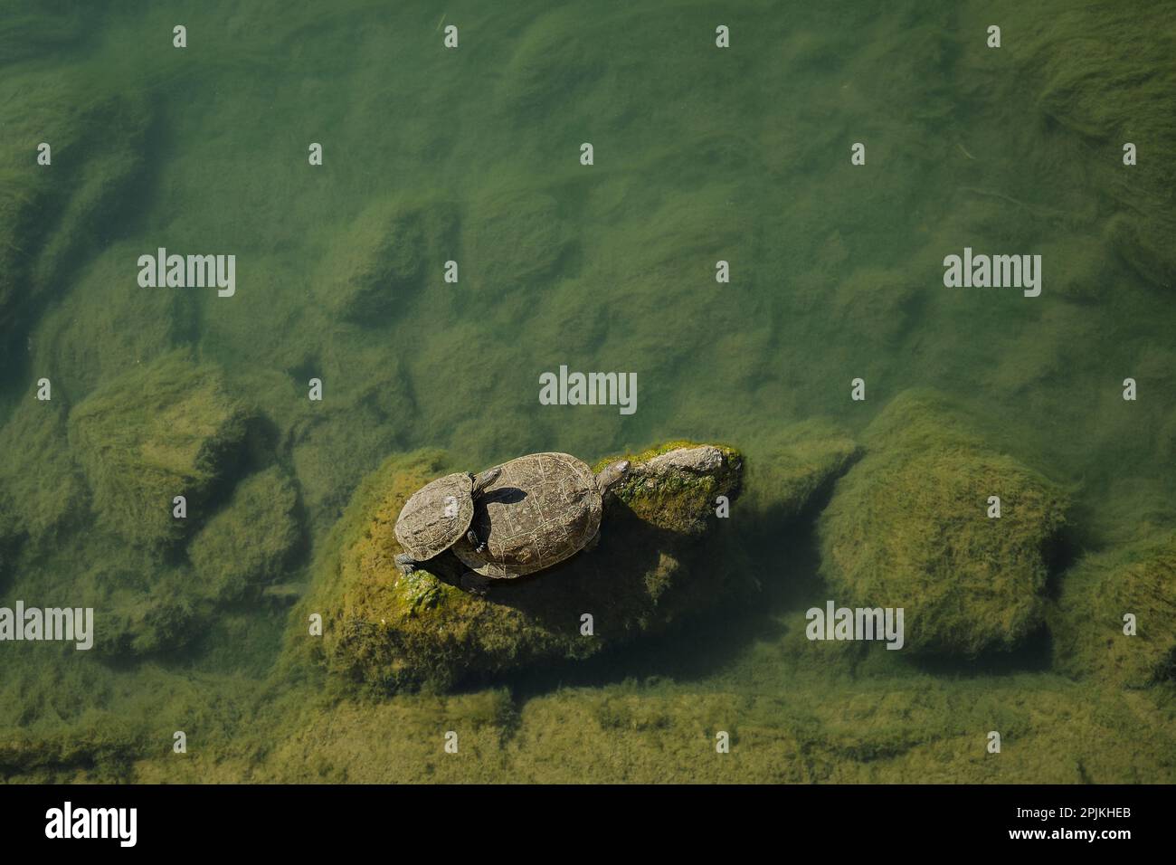 Two aquatic turtles resting on stones basking in the sun, top view of a ...