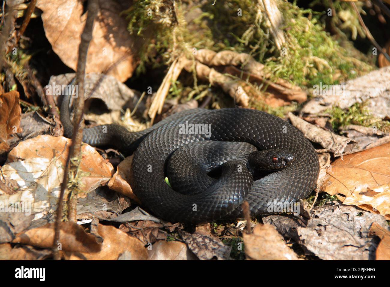 Black specimen of the adder also called hell adder Stock Photo - Alamy