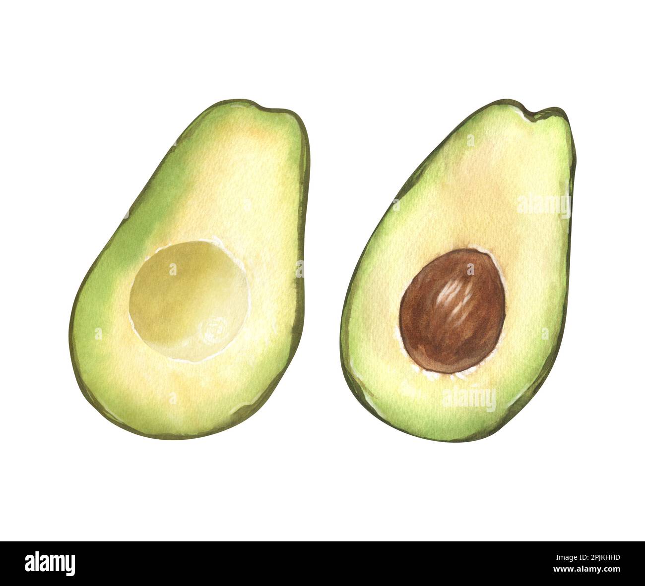 Watercolor set of fresh whole and sliced avocado. Hand-drawn ...