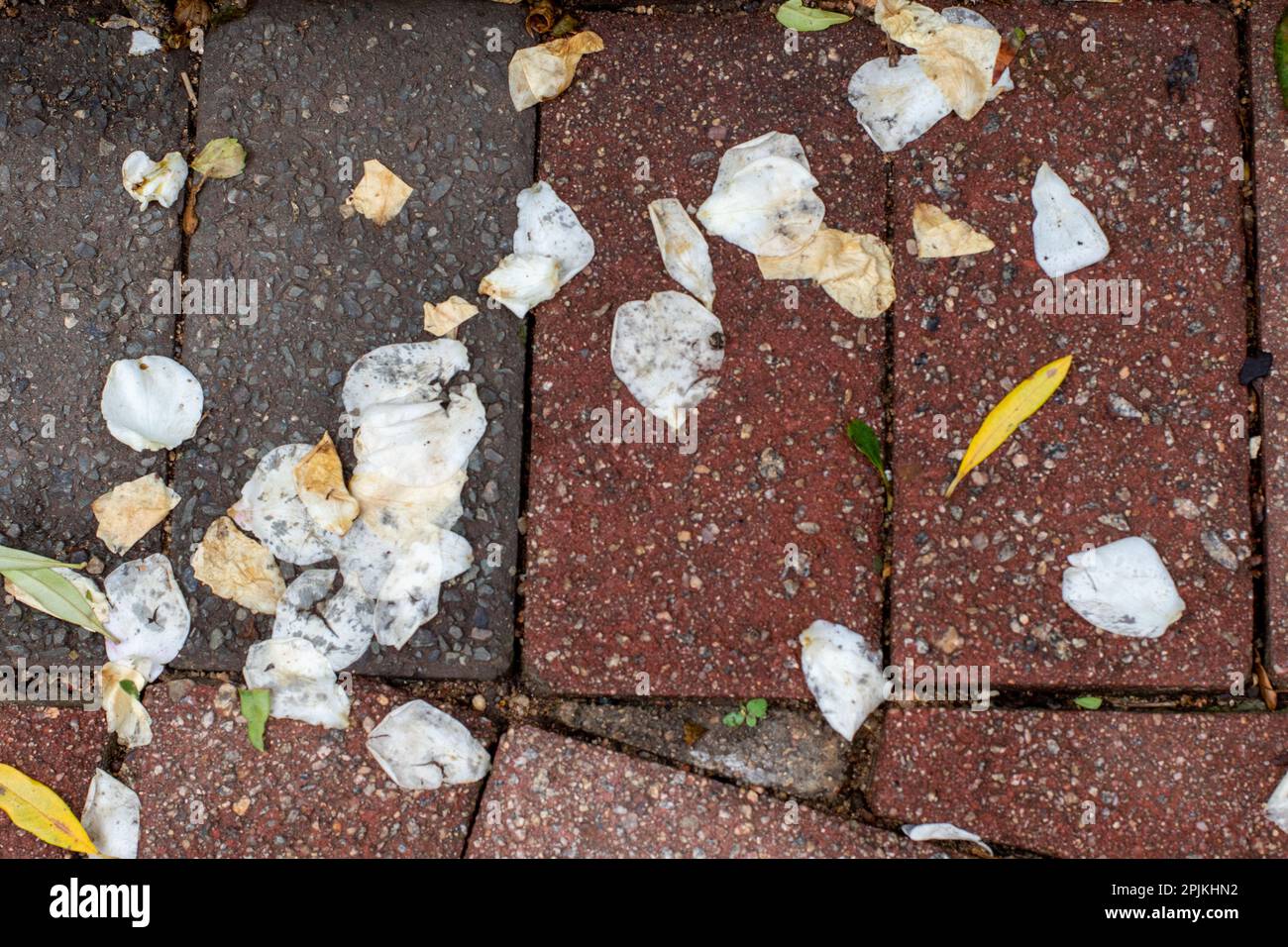 Crushed white rose petals on the ground after a storm Stock Photo - Alamy