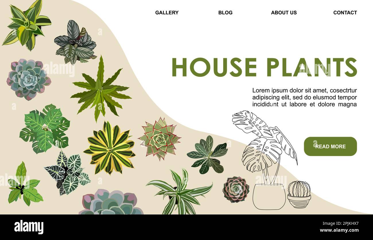 House plant web page template vector illustration Stock Vector Image ...