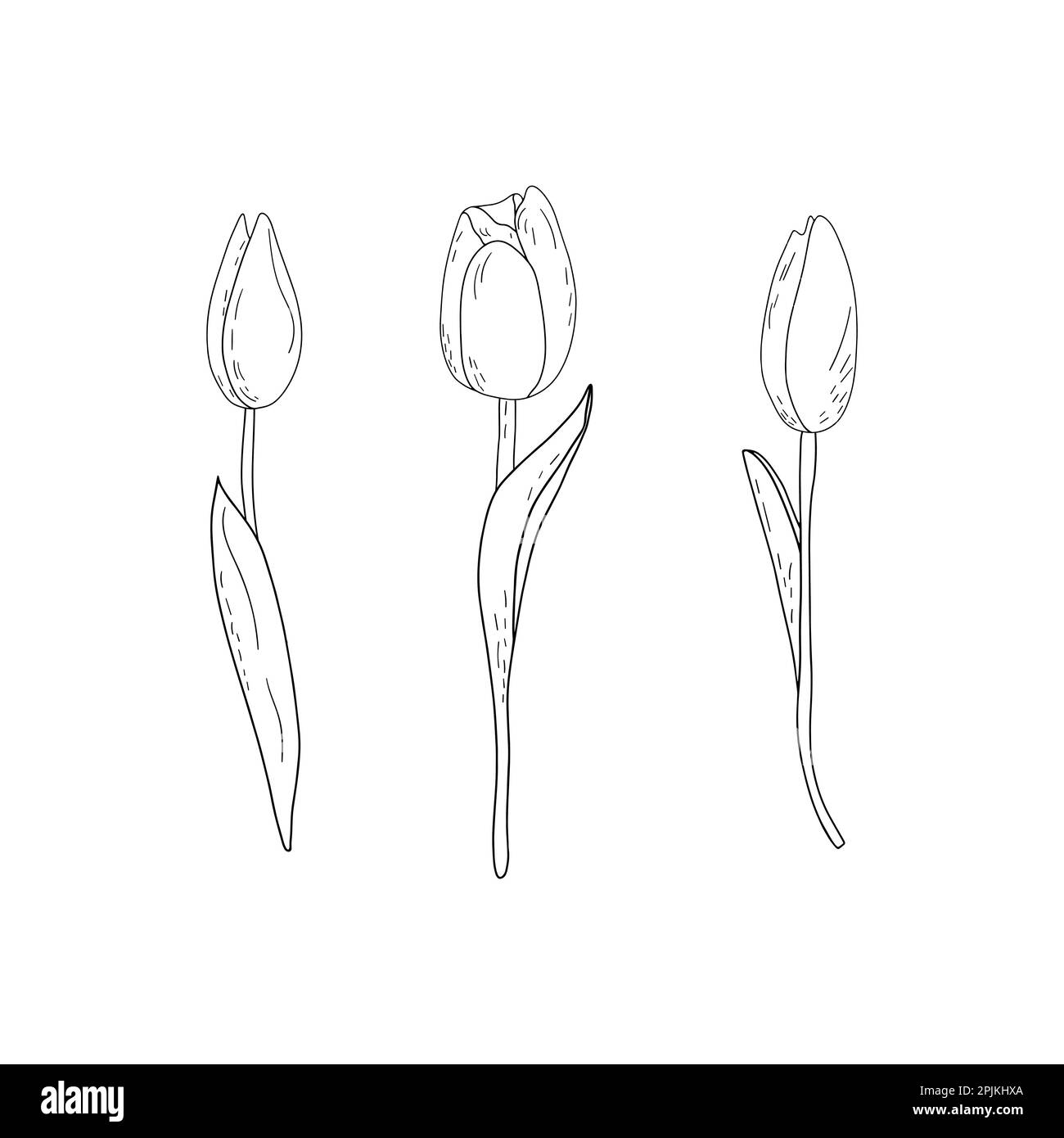 Hand-drawn vector set of outline tulips with shading Stock Vector Image ...