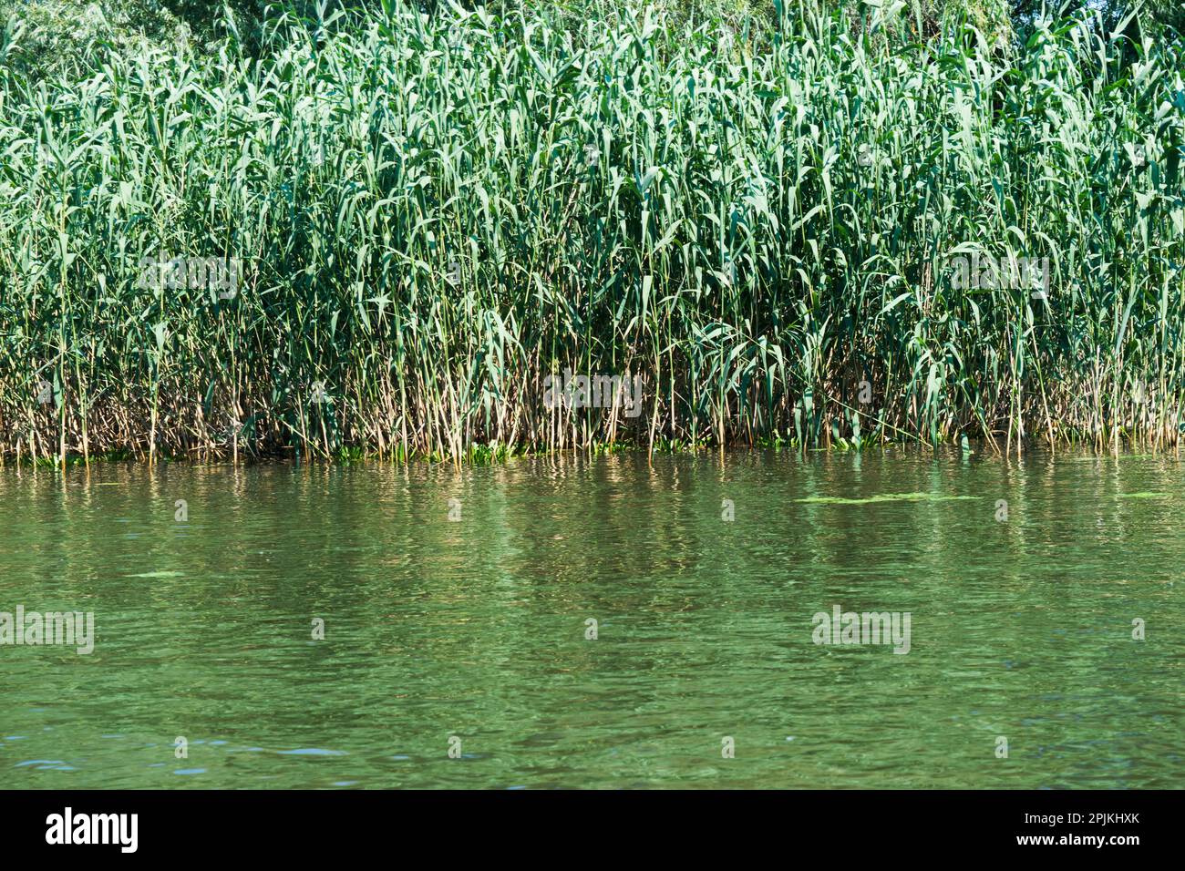 Wild and aquatic nature in the Danube Delta ecosystem, mostly covered ...