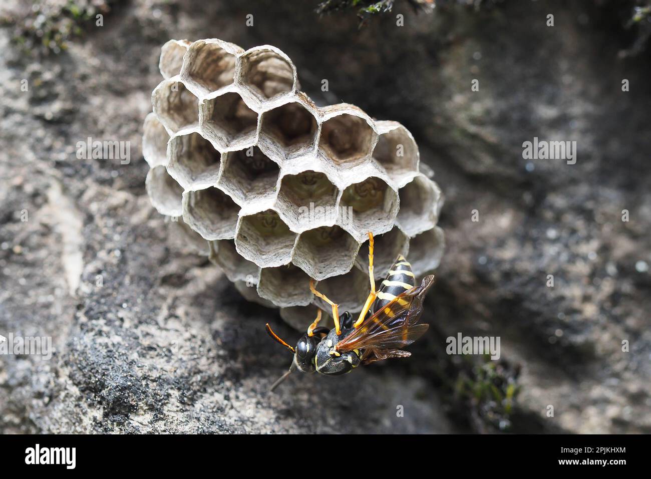 Colony polistes paper wasps hi-res stock photography and images - Alamy