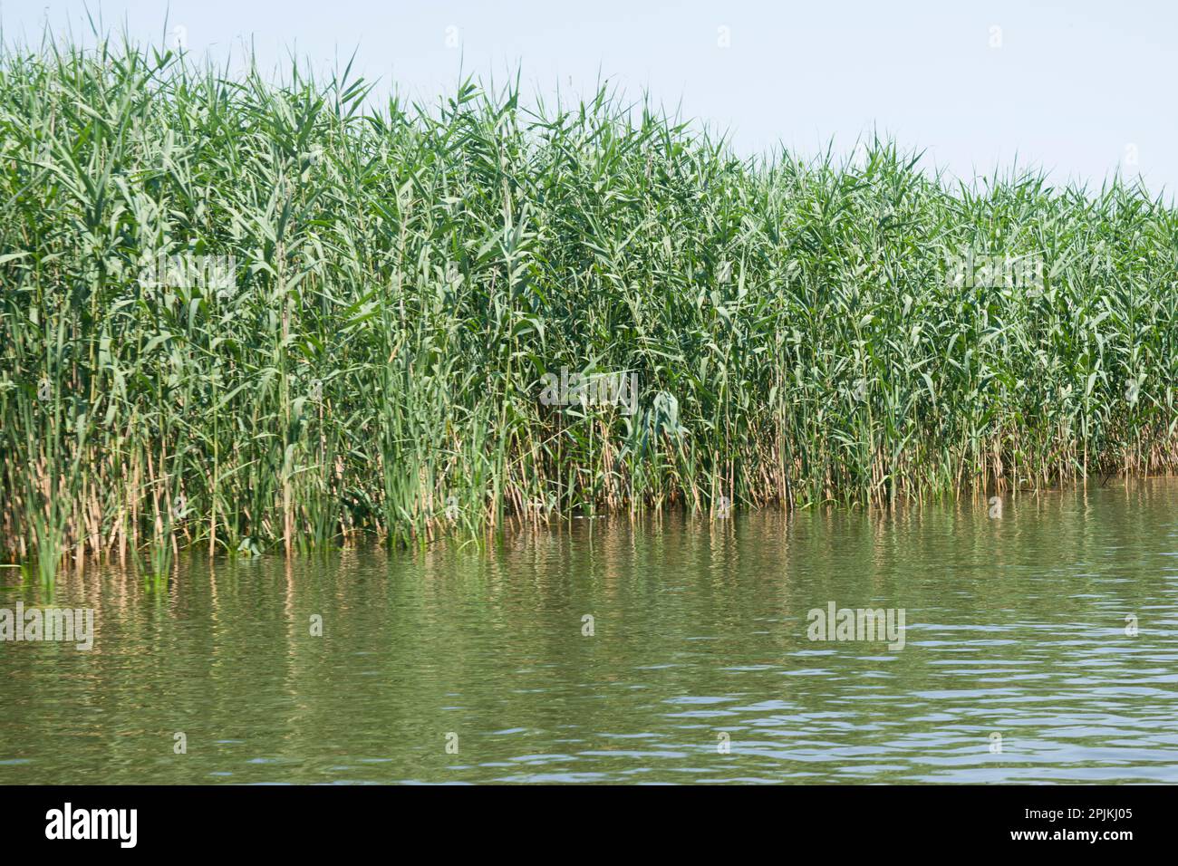 Wild and aquatic nature in the Danube Delta ecosystem, mostly covered ...