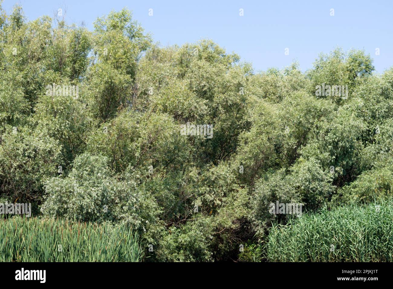 Wild and aquatic nature in the Danube Delta ecosystem, mostly covered ...