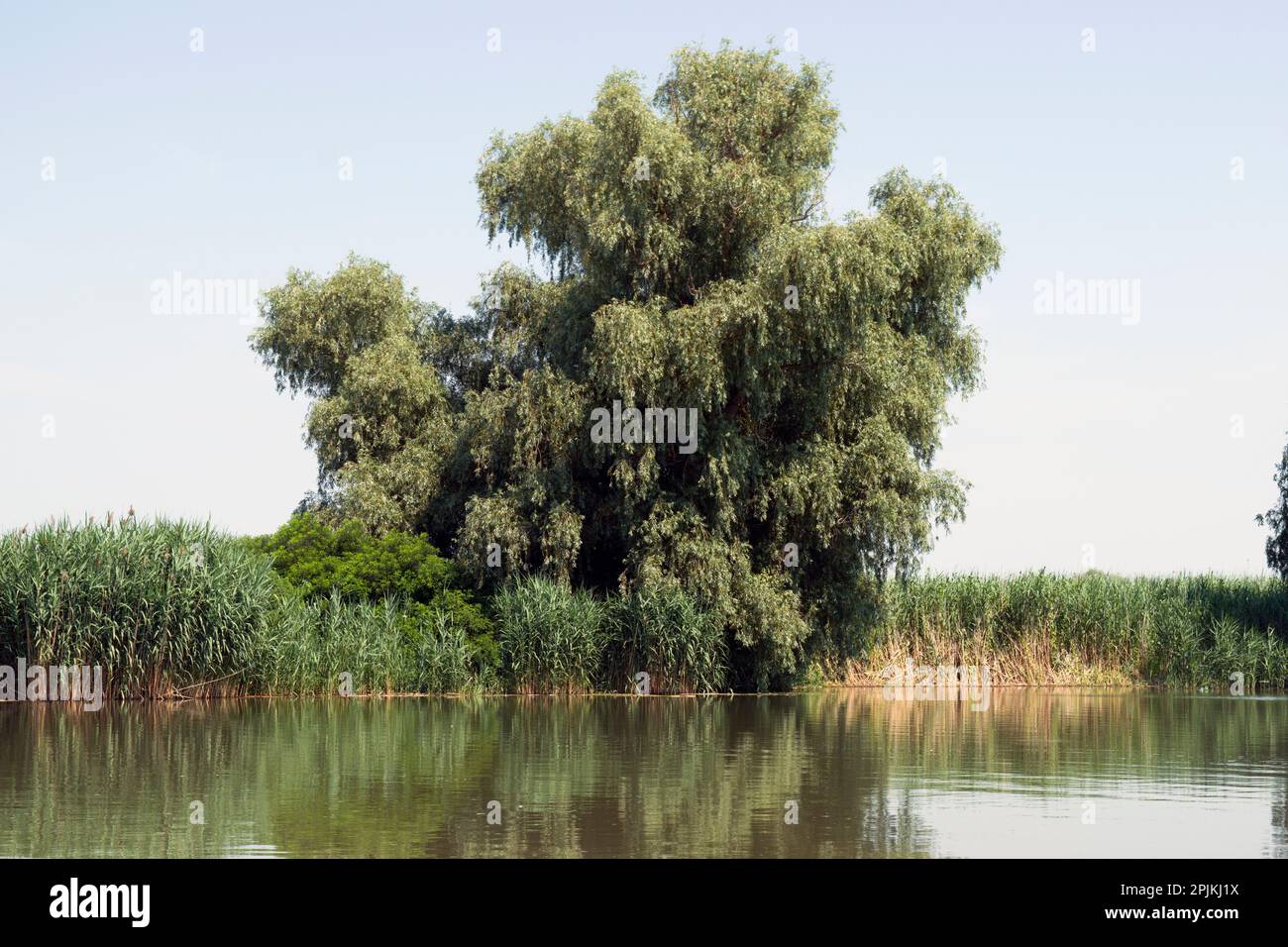Wild and aquatic nature in the Danube Delta ecosystem, mostly covered ...