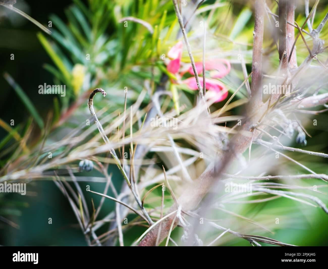 Macro close-up of a beautiful Rosemary Grevillea flower in all its ...