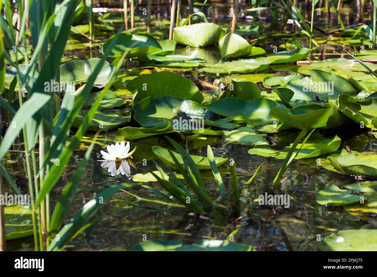 Wild and aquatic nature in the Danube Delta ecosystem: delta lake ...