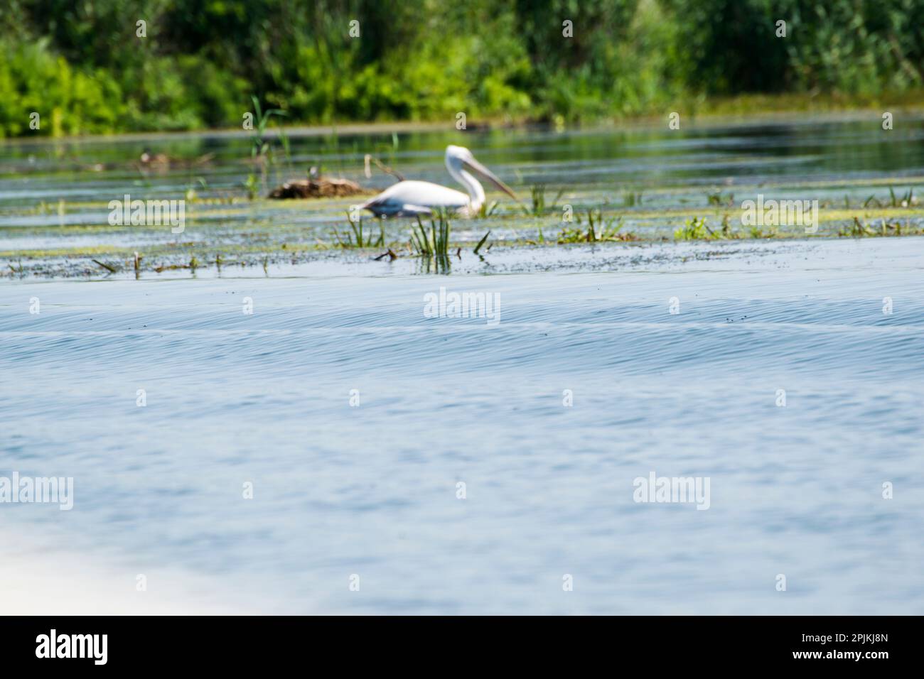 Wild and aquatic nature in the Danube Delta ecosystem: a white pelican ...