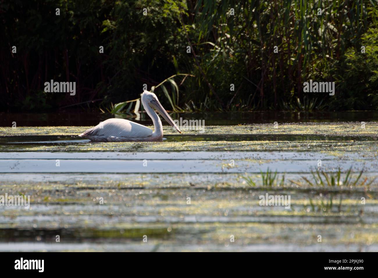 Wild and aquatic nature in the Danube Delta ecosystem: a white pelican ...