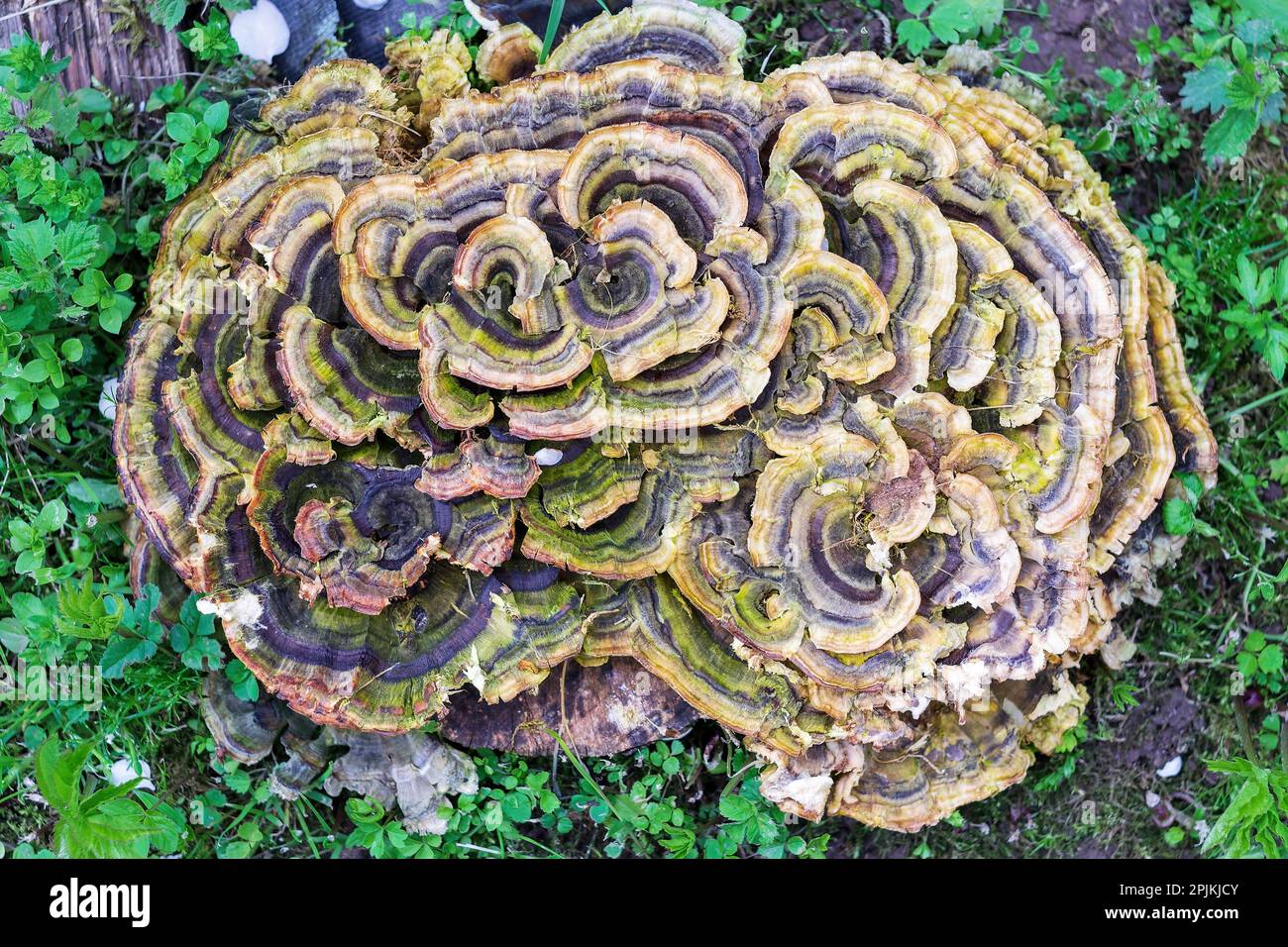 Trametes versicolor – also known as Coriolus versicolor and Polyporus ...