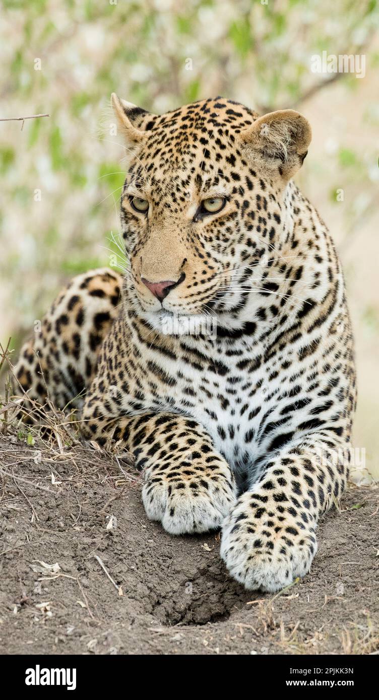 African leopard, Kenya, Africa Stock Photo - Alamy