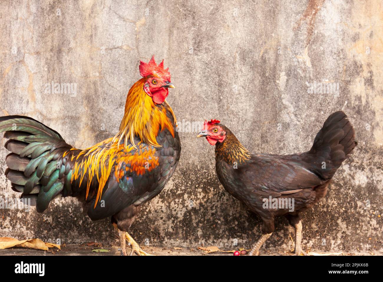 Lao chicken hi-res stock photography and images - Alamy