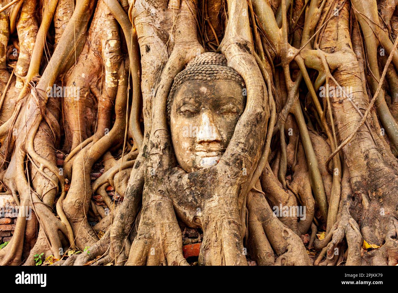Thailand, Ayutthaya. Wat Mahathat. Buddha head engulfed in tree roots ...