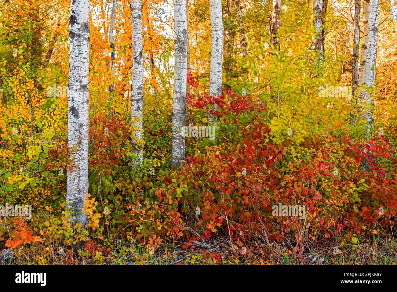 Canada, Manitoba. Autumn colors Hecla-Grindstone Provincial Park Stock ...
