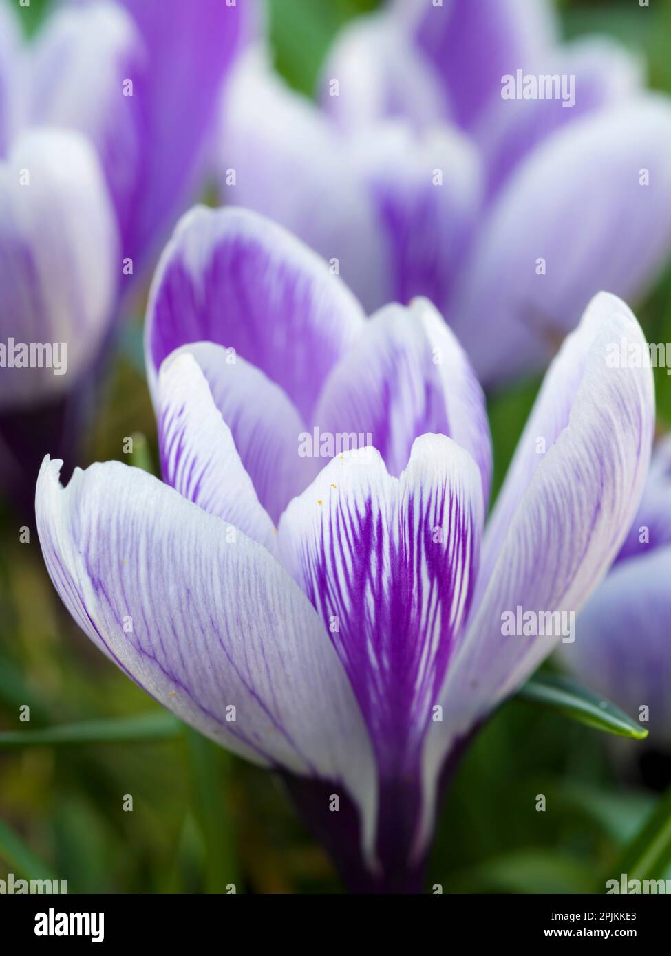 Crocus, variety Pickwick, Germany Stock Photo - Alamy