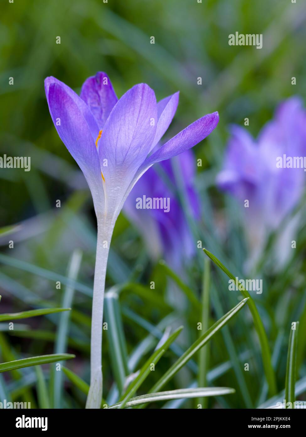 Woodland crocus, Crocus tommasinianus. Germany Stock Photo - Alamy