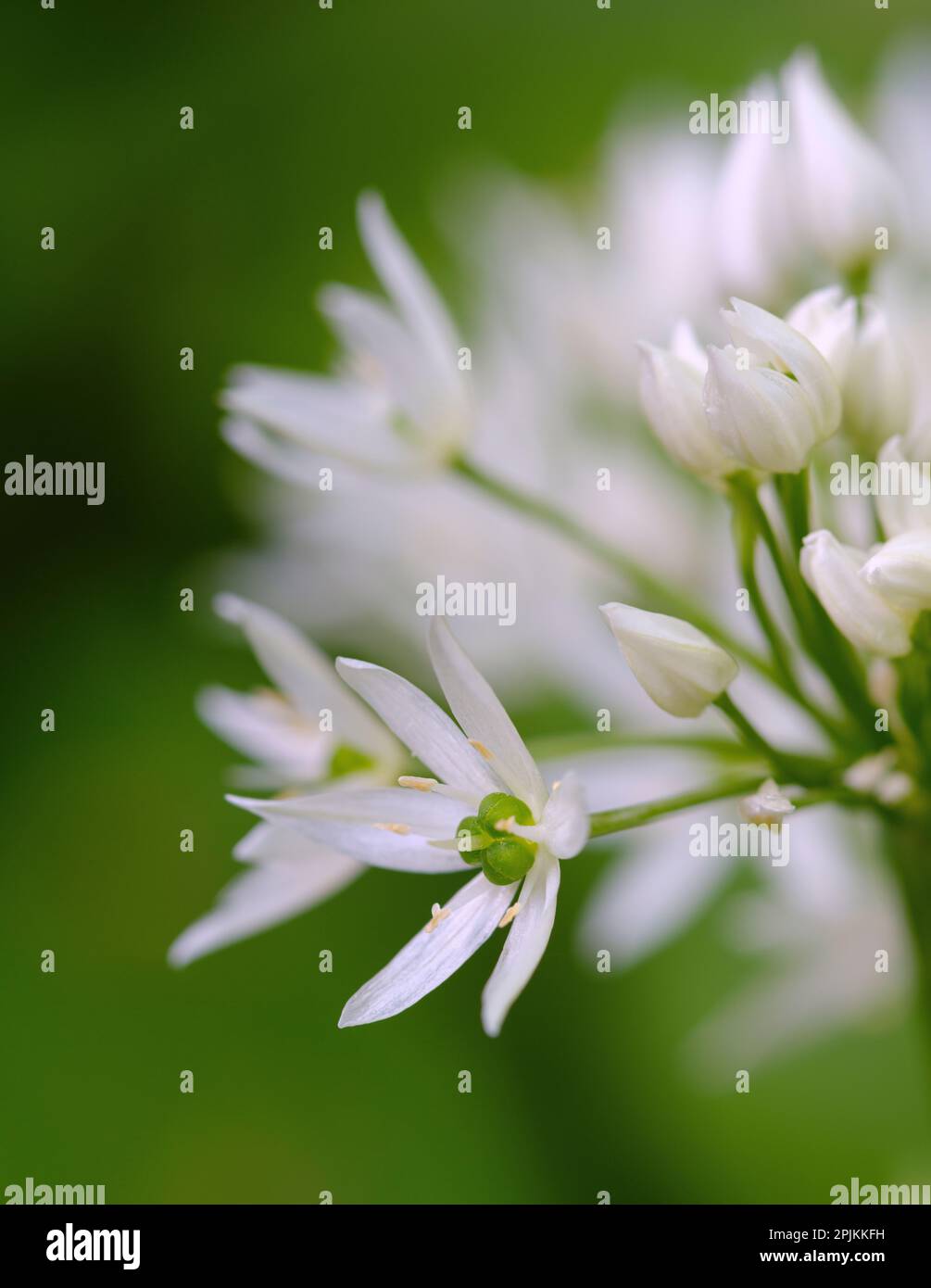 Martin zwick hi-res stock photography and images - Alamy